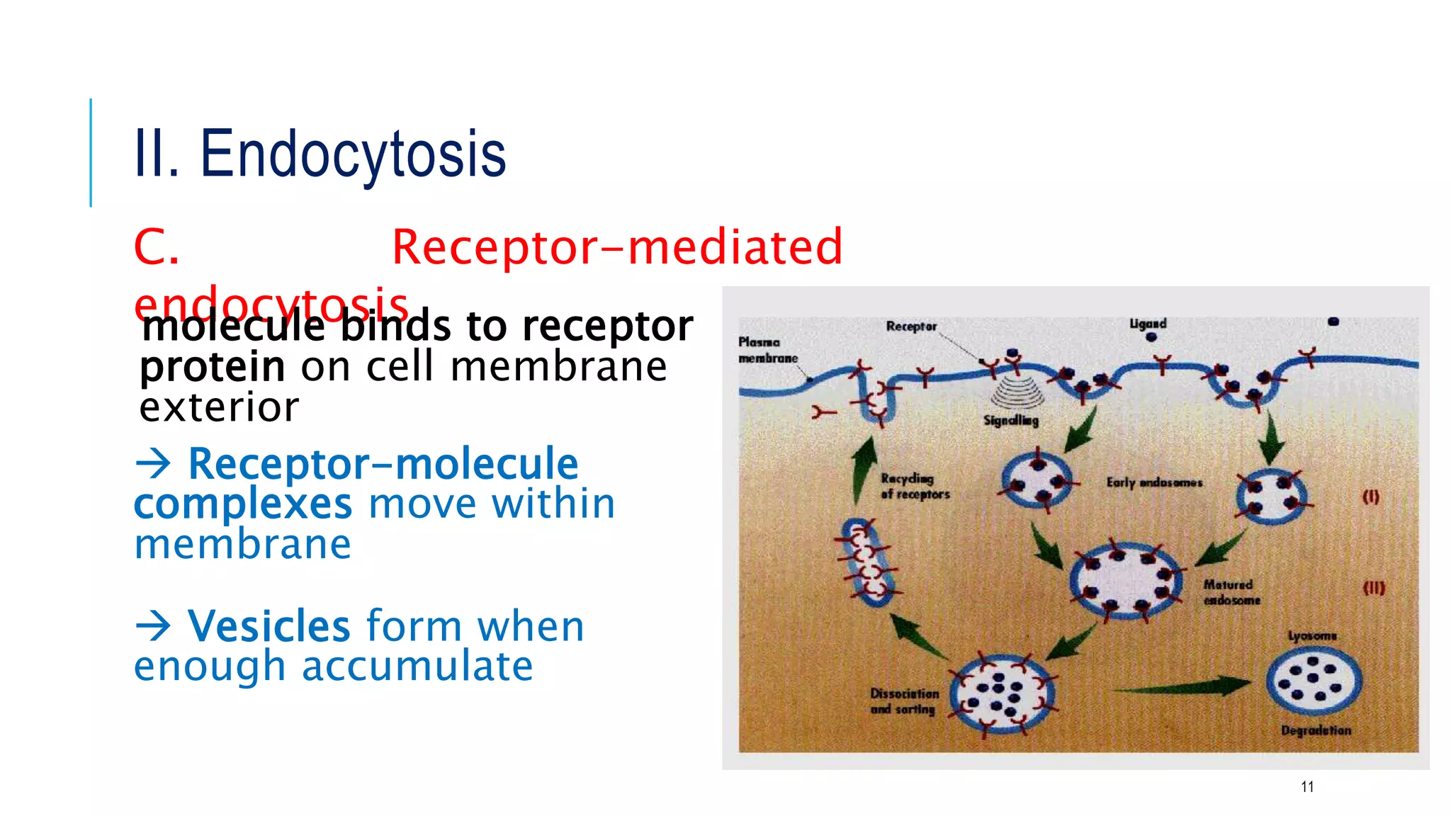 Bulk / Vesicle Transport | PPTX