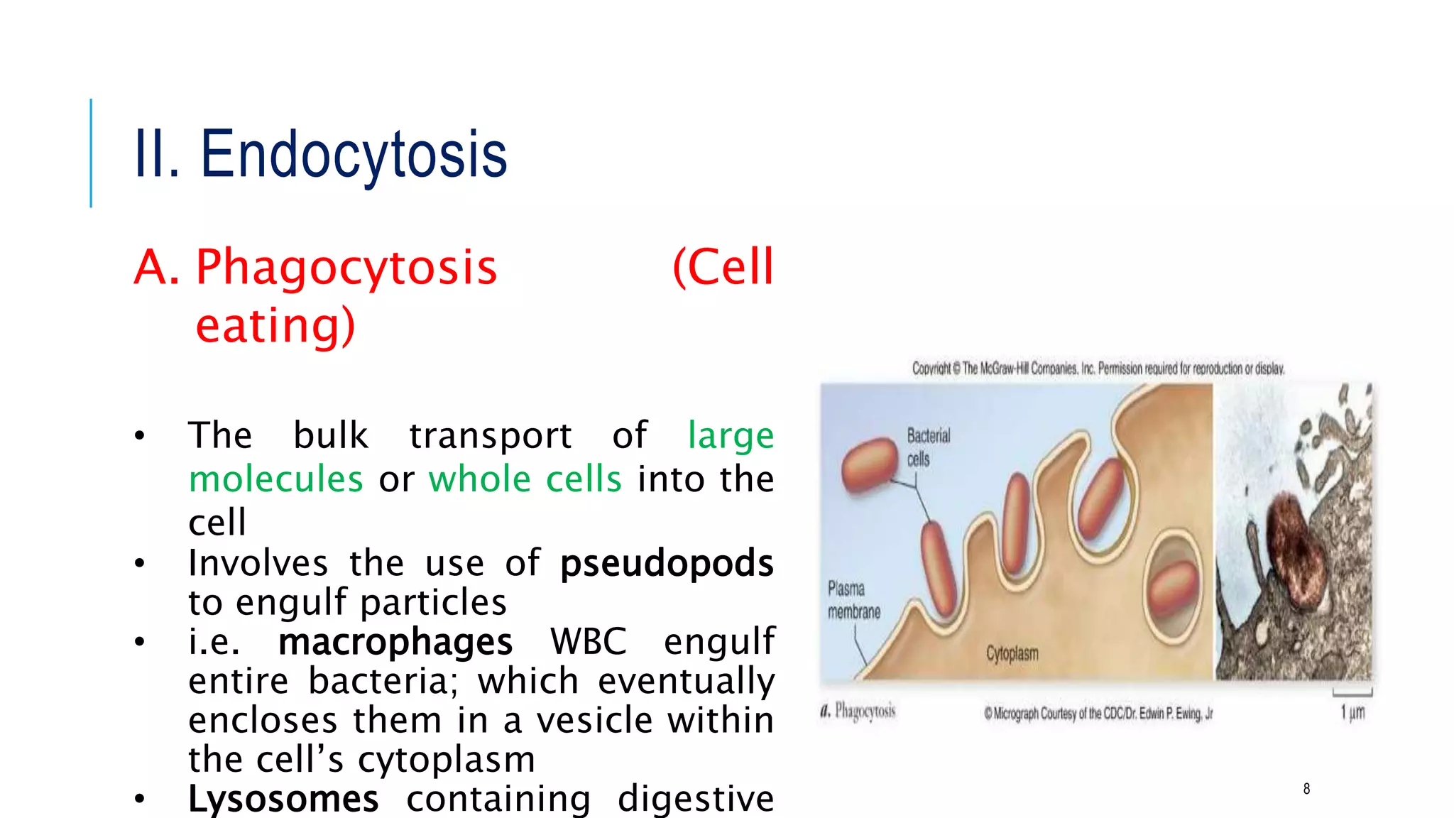 Bulk / Vesicle Transport | PPTX