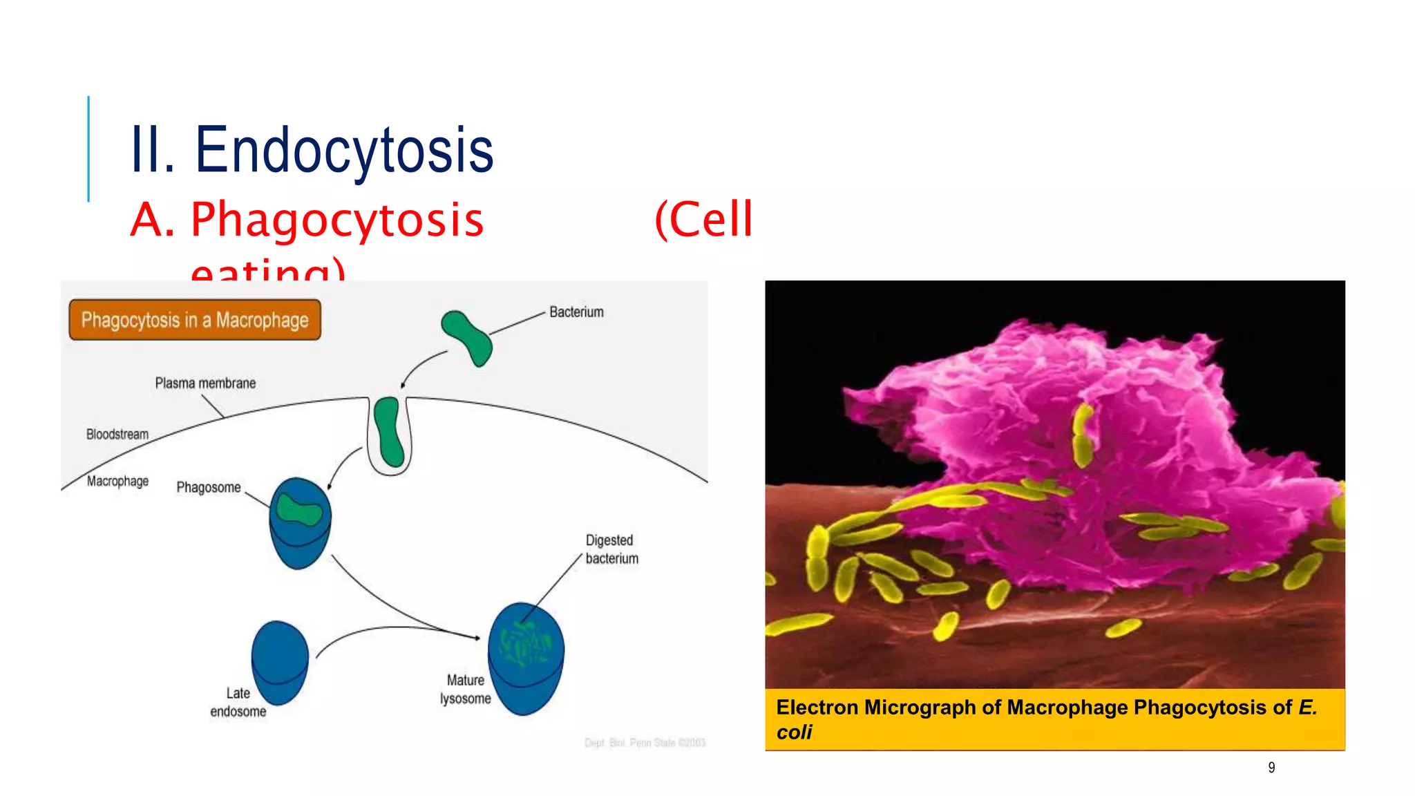 Bulk / Vesicle Transport | PPTX