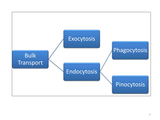 Bulk Transport.pptx