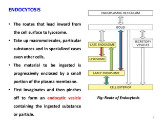 Bulk Transport.pptx