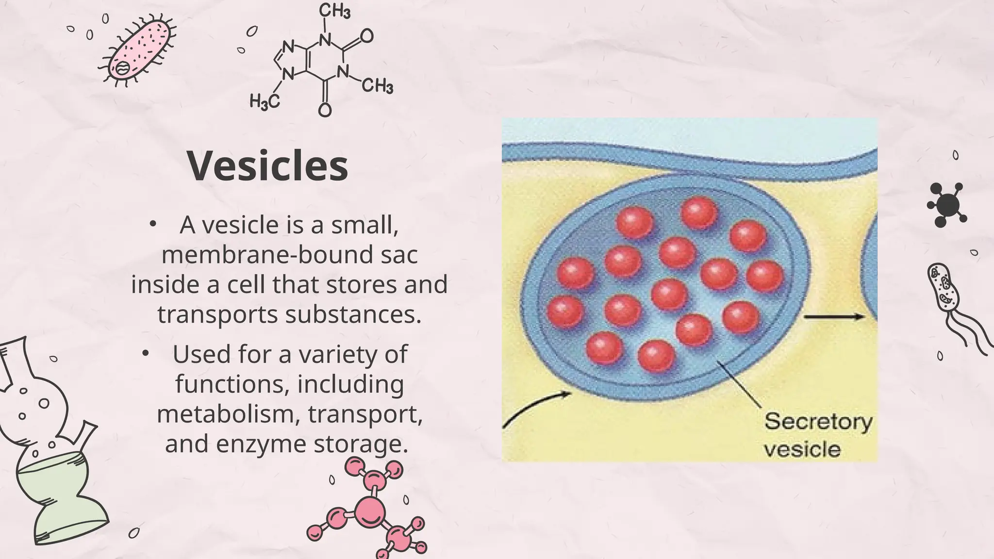 Bulk/Vesicular Transport- Endocytosis and Exocytosis.pptx