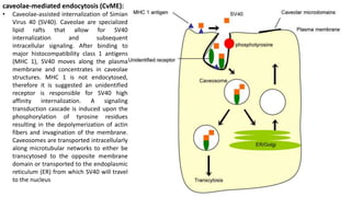 Bulk transporting across biological membrane (endocytosis) | PPT