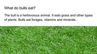 Bull | PPTX