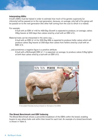 Bull buyers guide (uk) | PDF