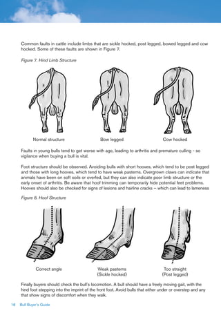 Bull buyers guide (uk) | PDF