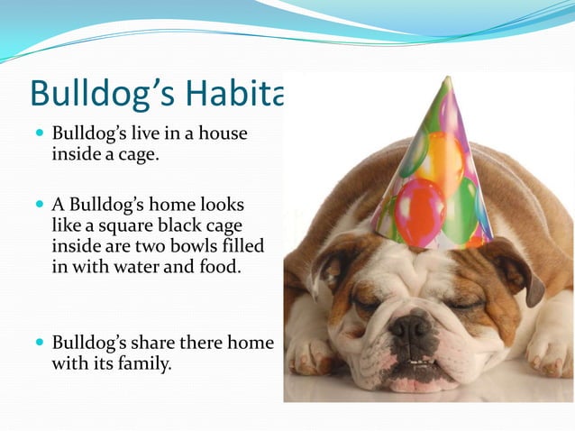Bulldogs | PPTX | Dogs | Pets