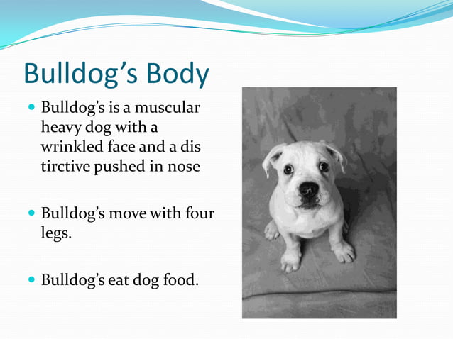 Bulldogs | PPTX | Dogs | Pets