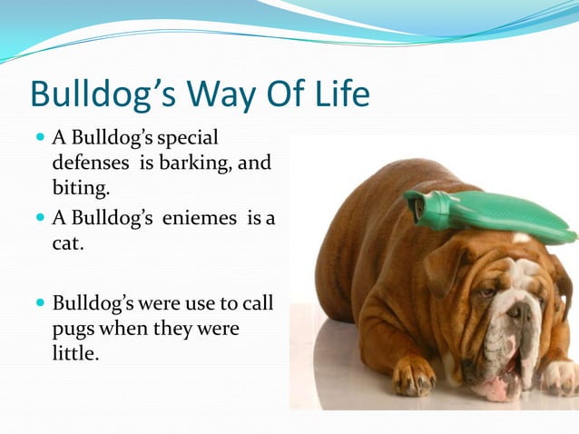 Bulldogs | PPTX | Dogs | Pets