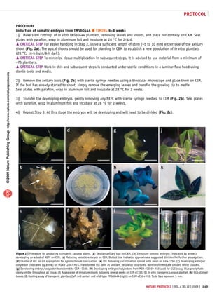Agrobacterium-mediated transformation of friable embryogenic calli and ...