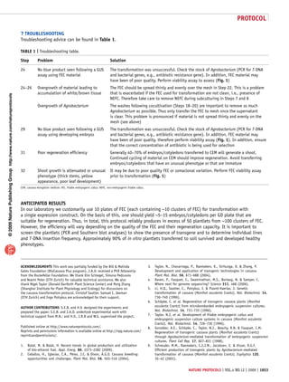 Agrobacterium-mediated transformation of friable embryogenic calli and ...
