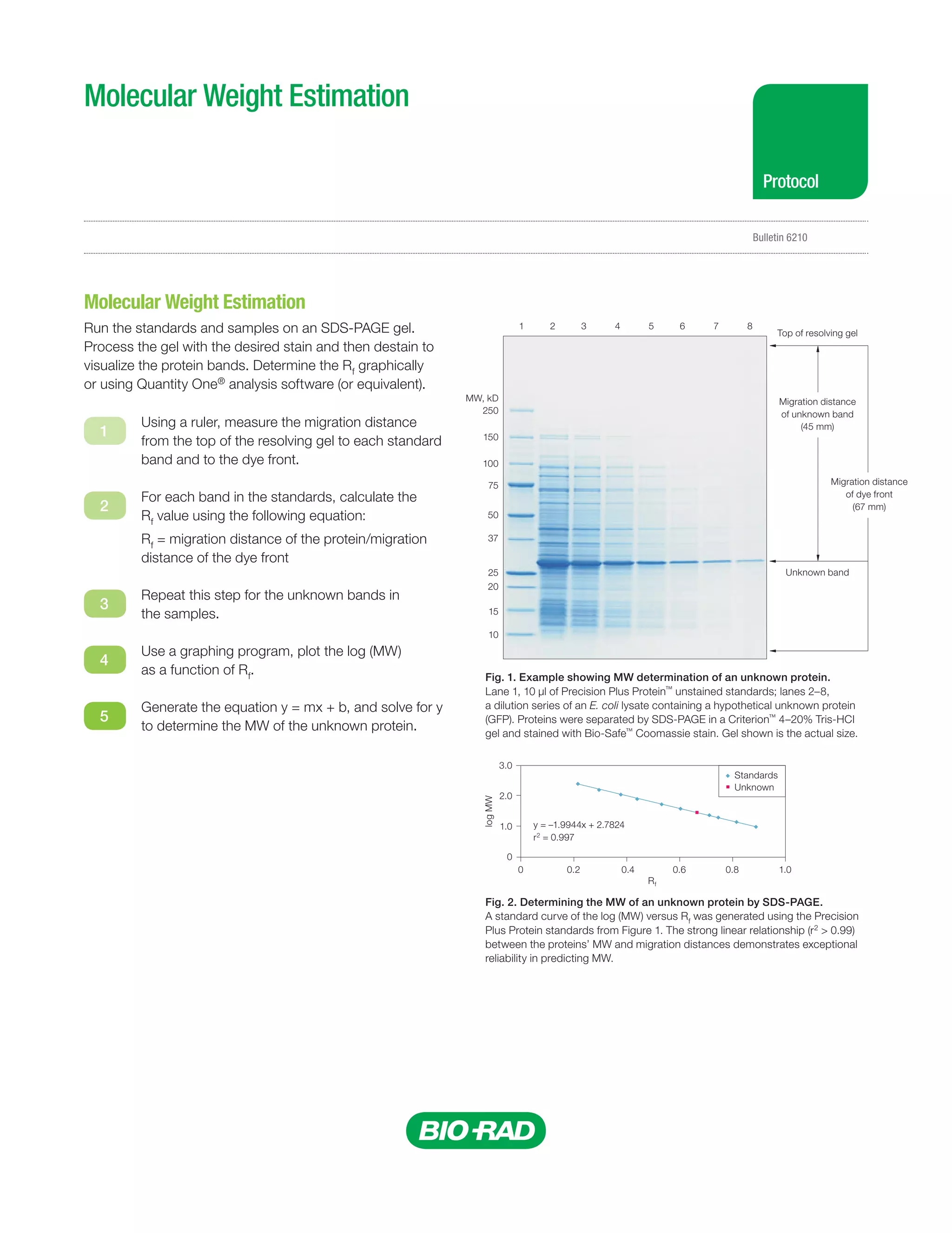 Molecular Weight Estimation | PDF