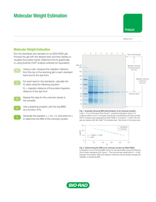 Molecular Weight Estimation | PDF