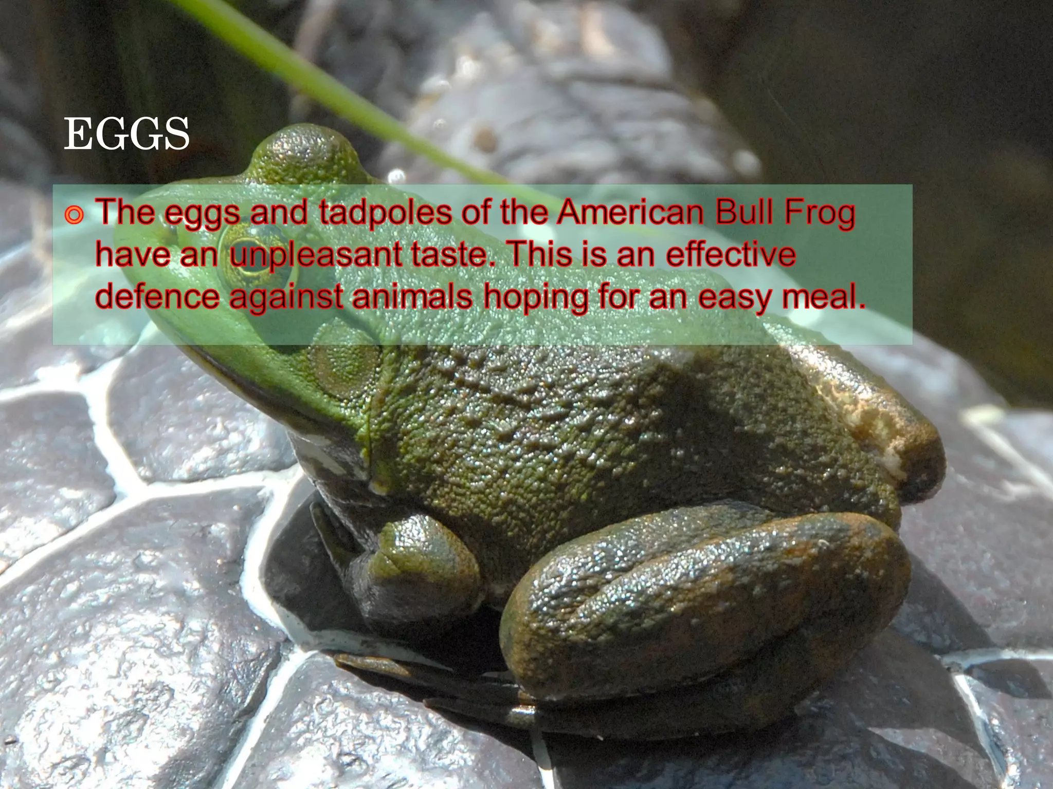 Bullfrog( Complete ) | PPT