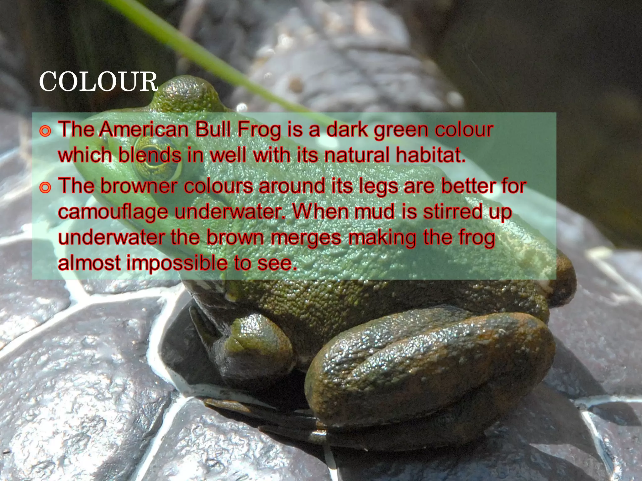Bullfrog( Complete ) | PPT