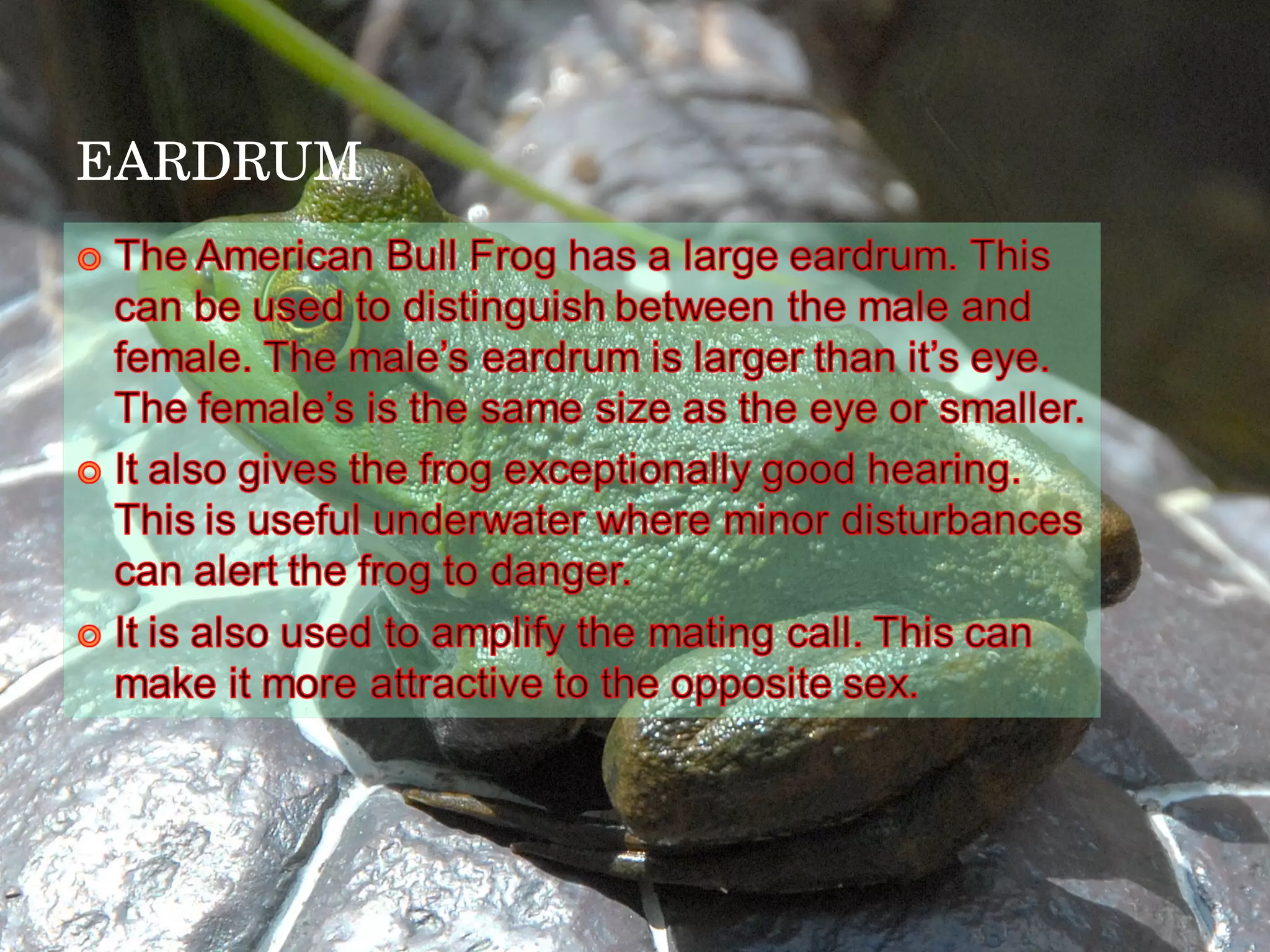 Bullfrog( Complete ) | PPT