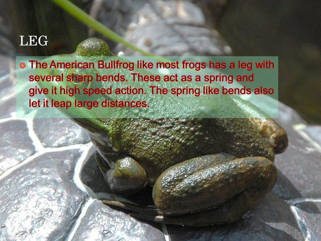Bullfrog( Complete ) | PPT
