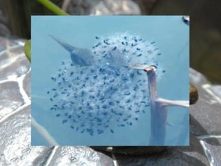 Bullfrog( Complete ) | PPT