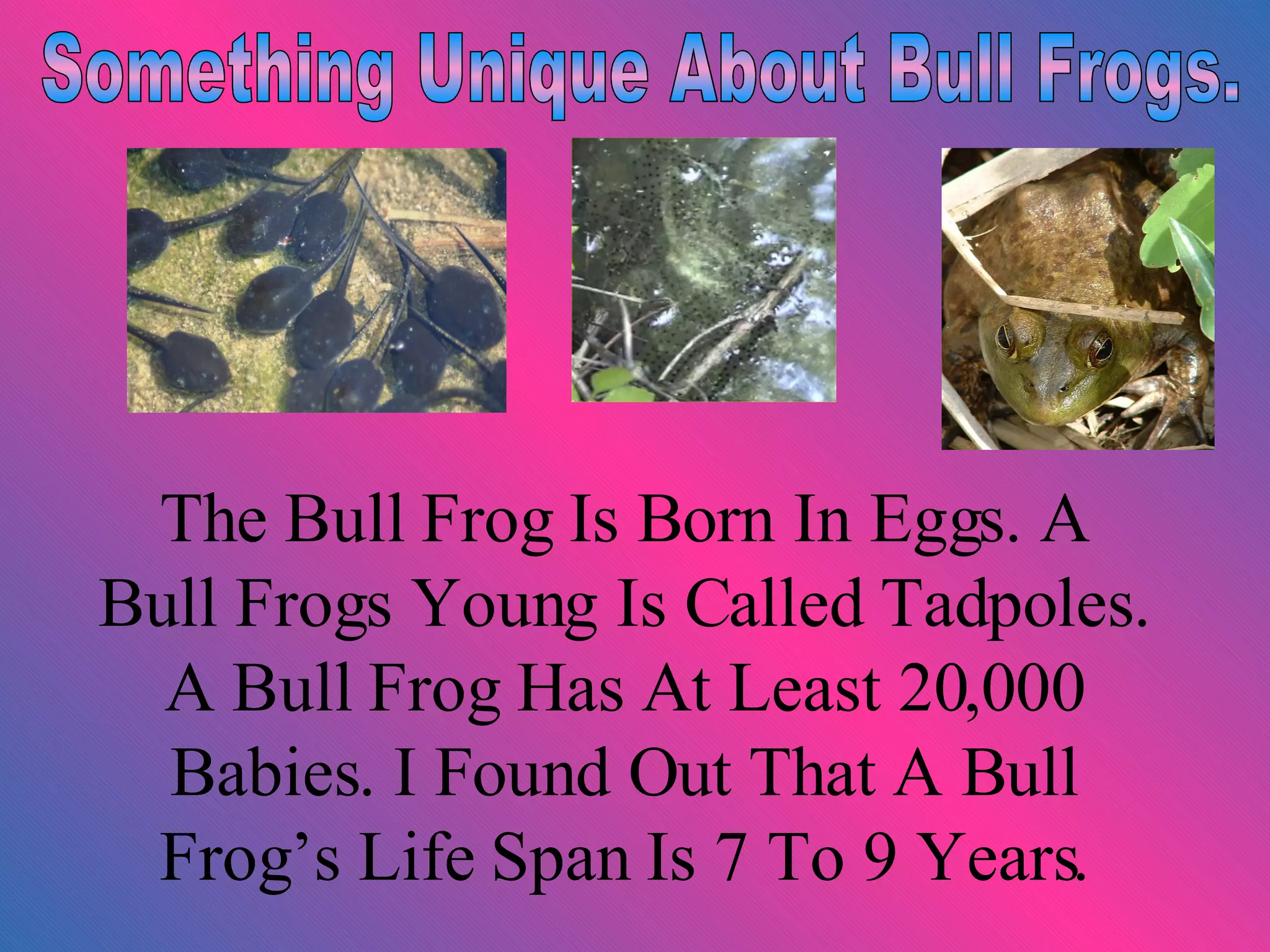 Bullfrog1 | PPT