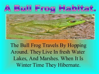 Bullfrog1 | PPT