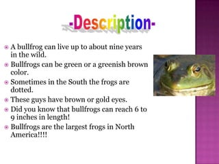 Bull Frogs | PPT