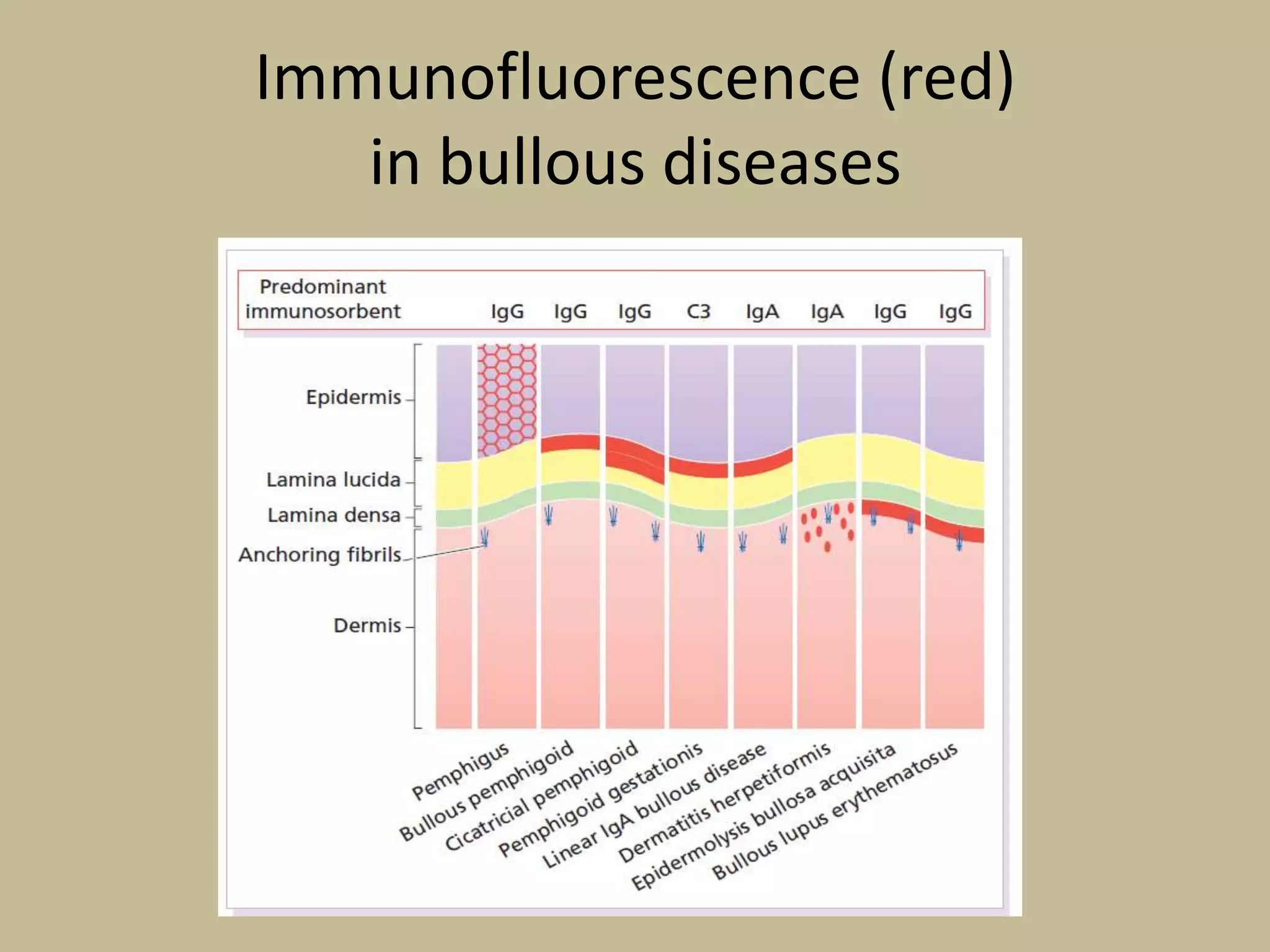 Bullous diseases | PPTX