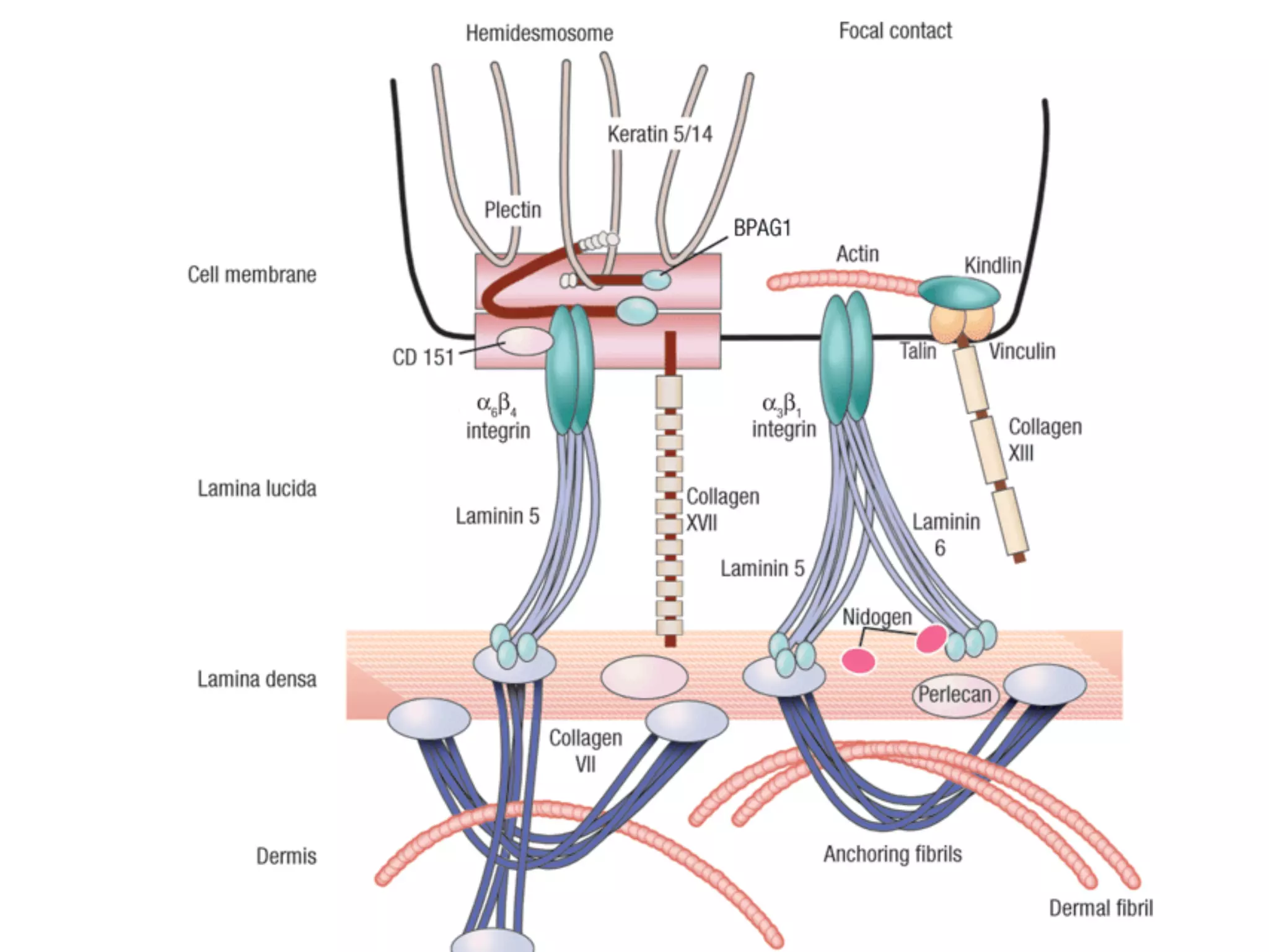 Bullous lesions.pdf
