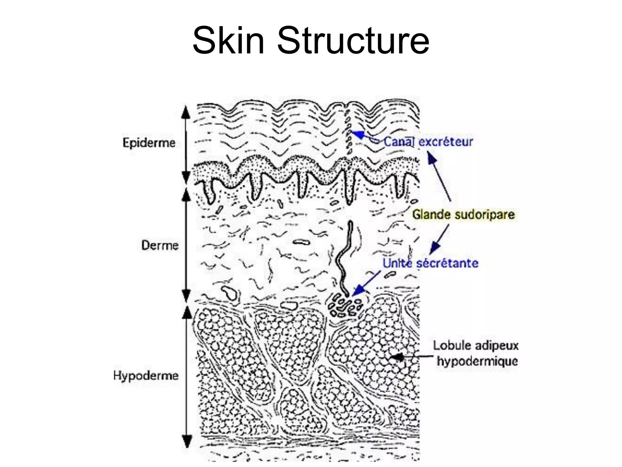 Bullous lesions.pdf