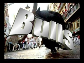 Bulls | PPT