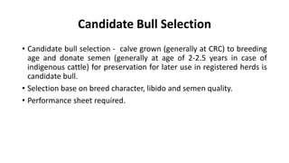 Bull Selection or breeding soundness exa | PPTX