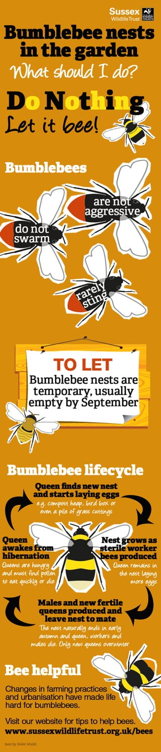 Bumblebee Nest Infographic | PDF