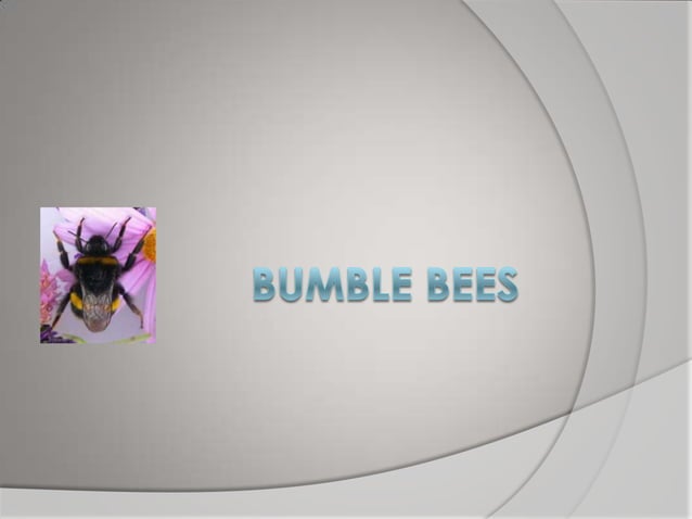 Bumble bees | PPT