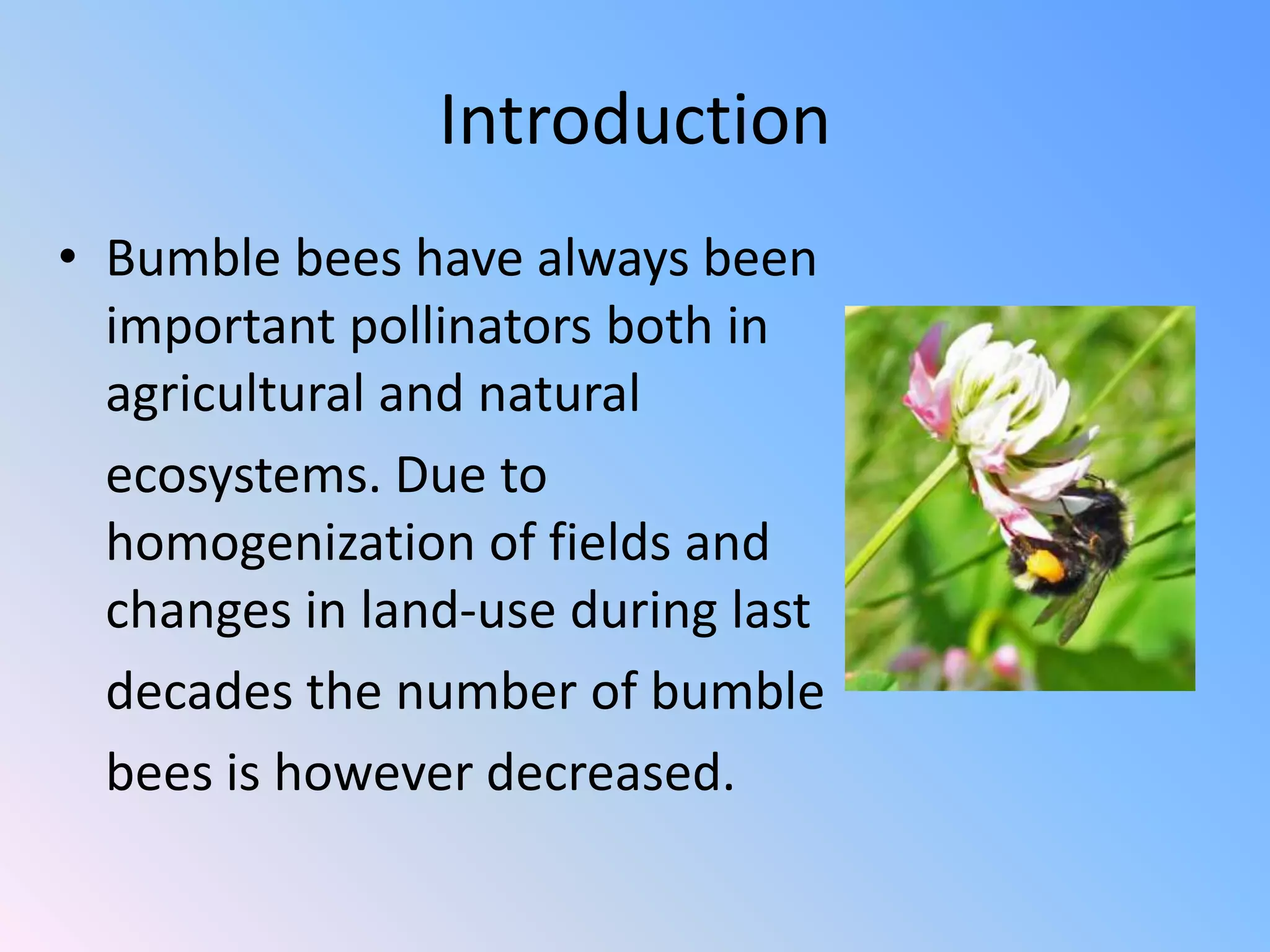 Bumble bee slide show | PPTX