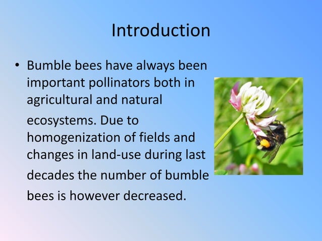 Bumble bee slide show | PPT