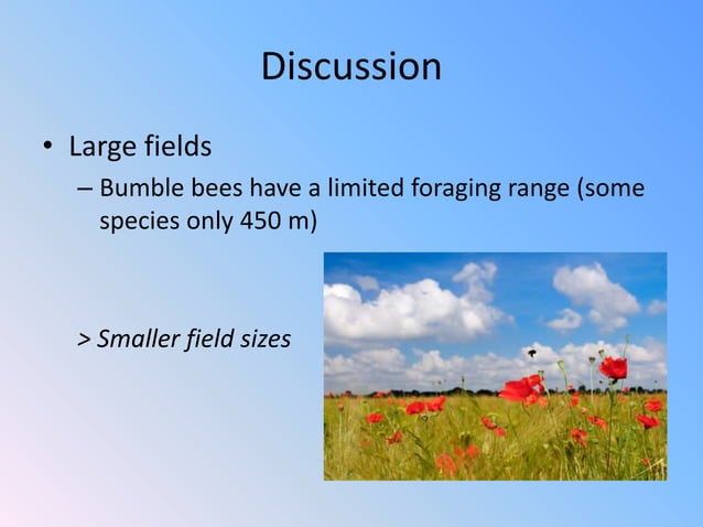 Bumble bee slide show | PPT