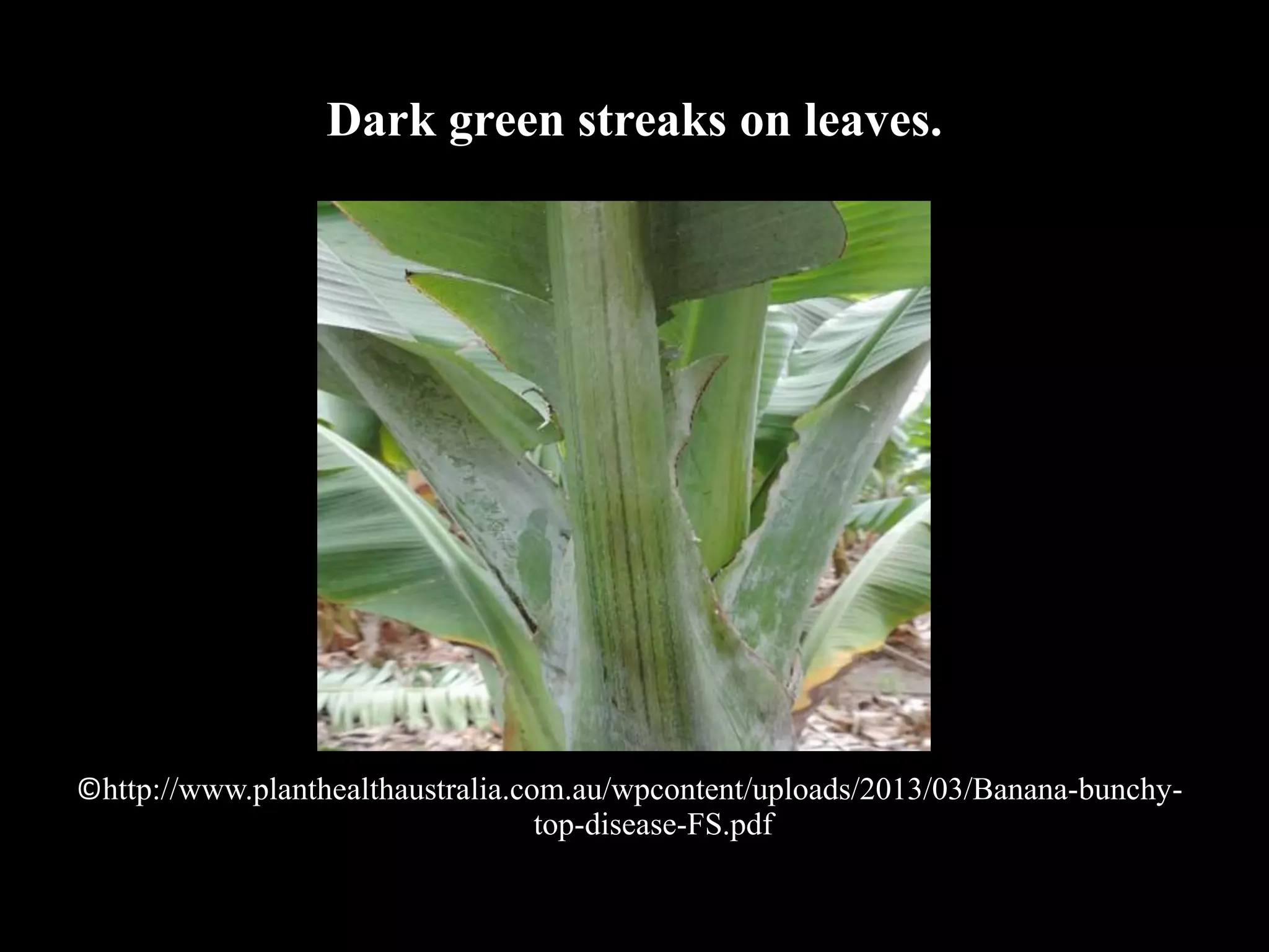 Banana Bunchy top disease | PPTX