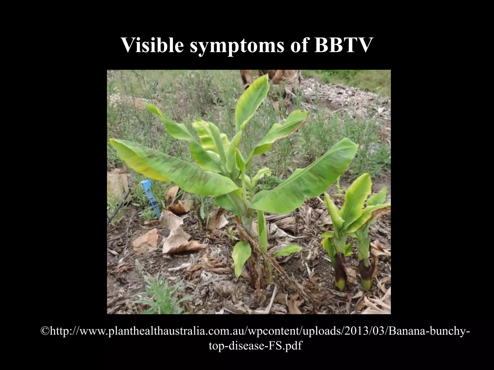 Banana Bunchy top disease | PPTX