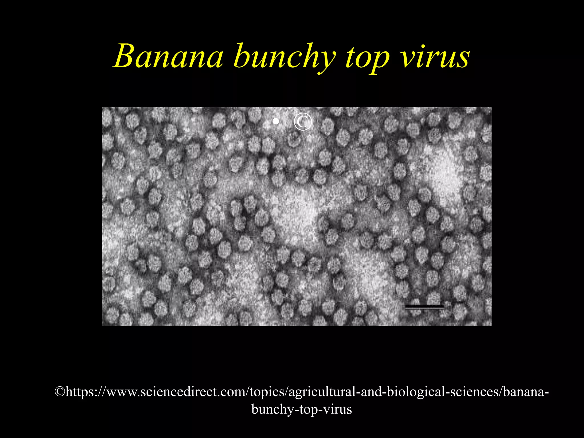 Banana Bunchy top disease | PPTX