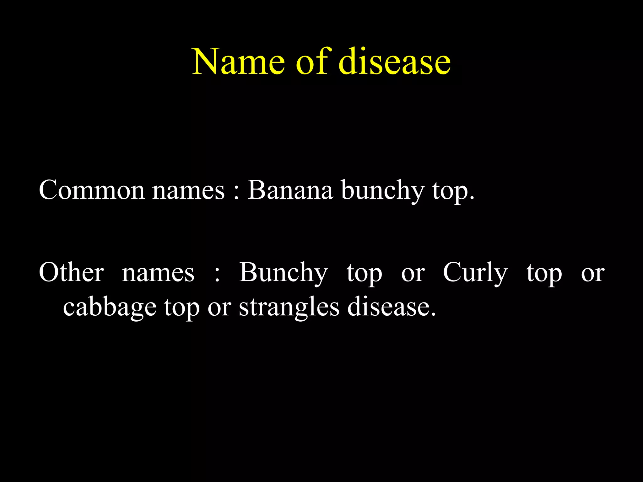 Banana Bunchy top disease | PPTX