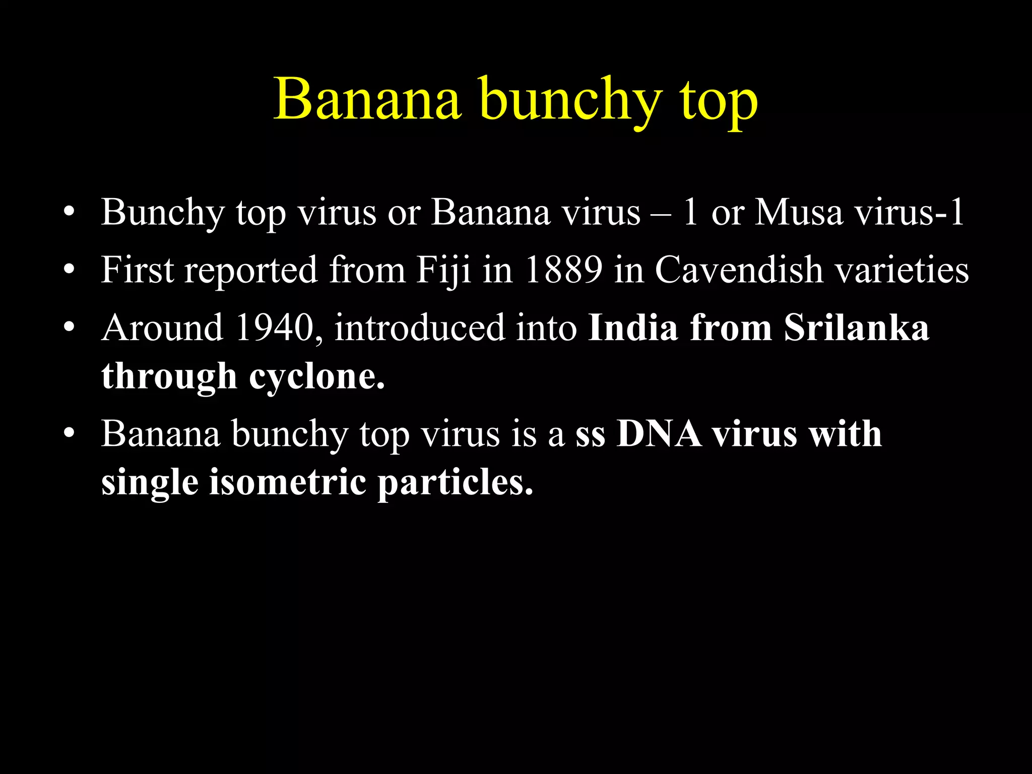 Banana Bunchy top disease | PPTX