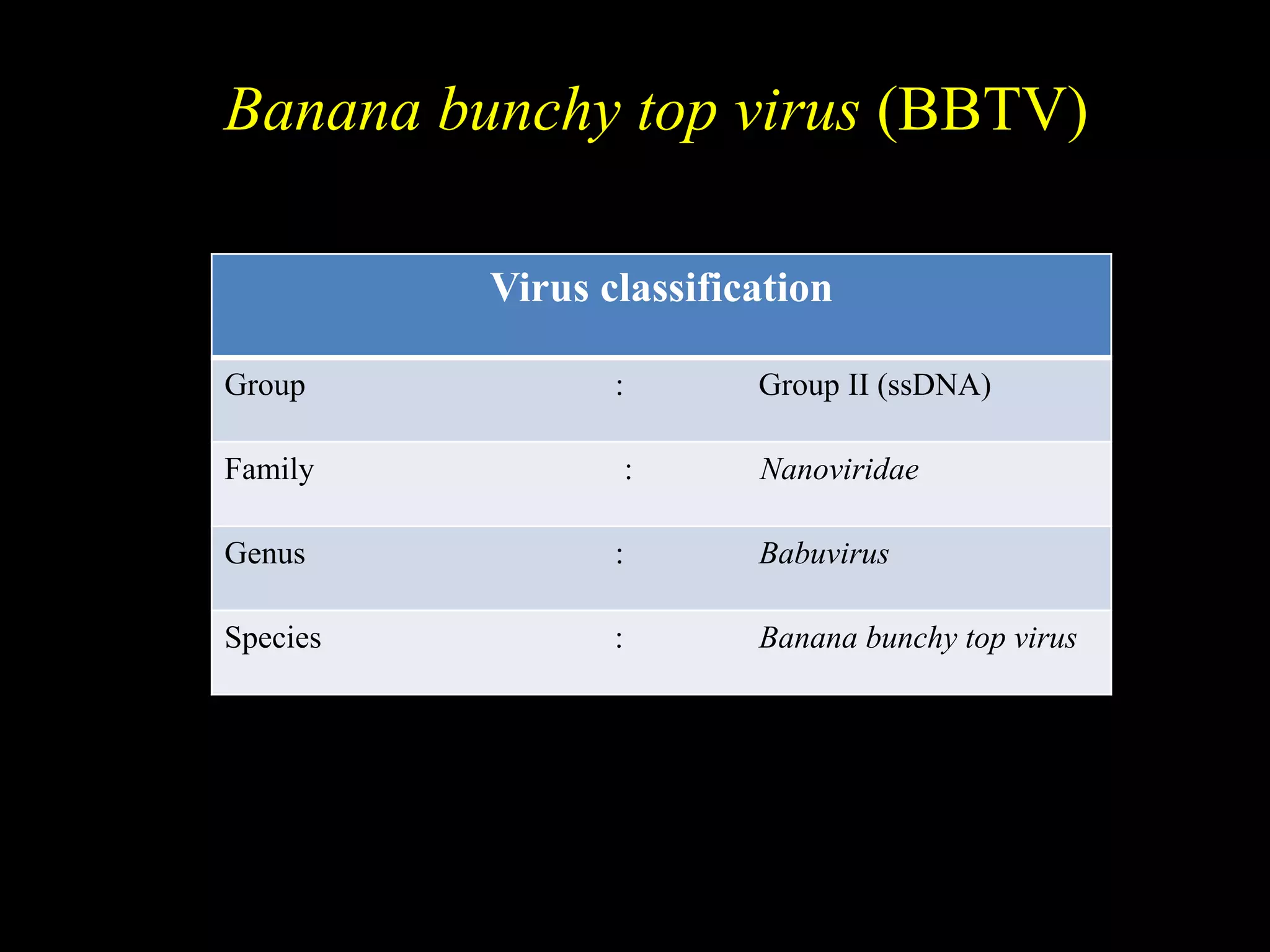 Banana Bunchy top disease | PPTX