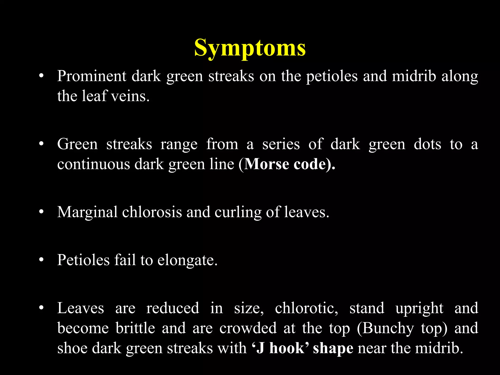 Banana Bunchy top disease | PPTX