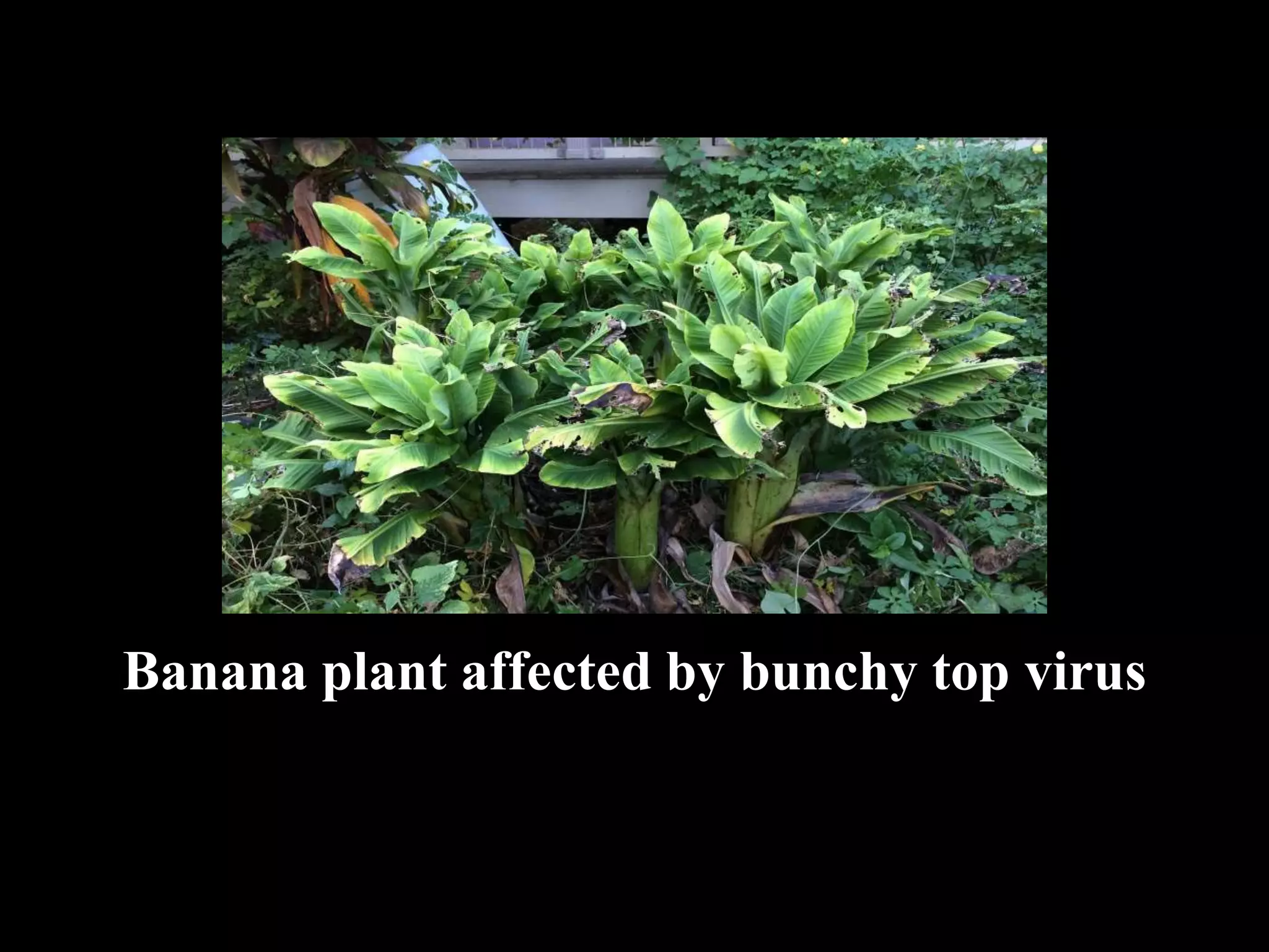 Banana Bunchy top disease | PPTX