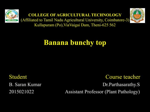 Banana Bunchy top disease | PPTX | Agriculture | Industries