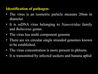 Banana Bunchy top disease | PPTX