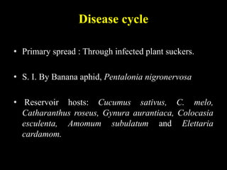Banana Bunchy top disease | PPTX