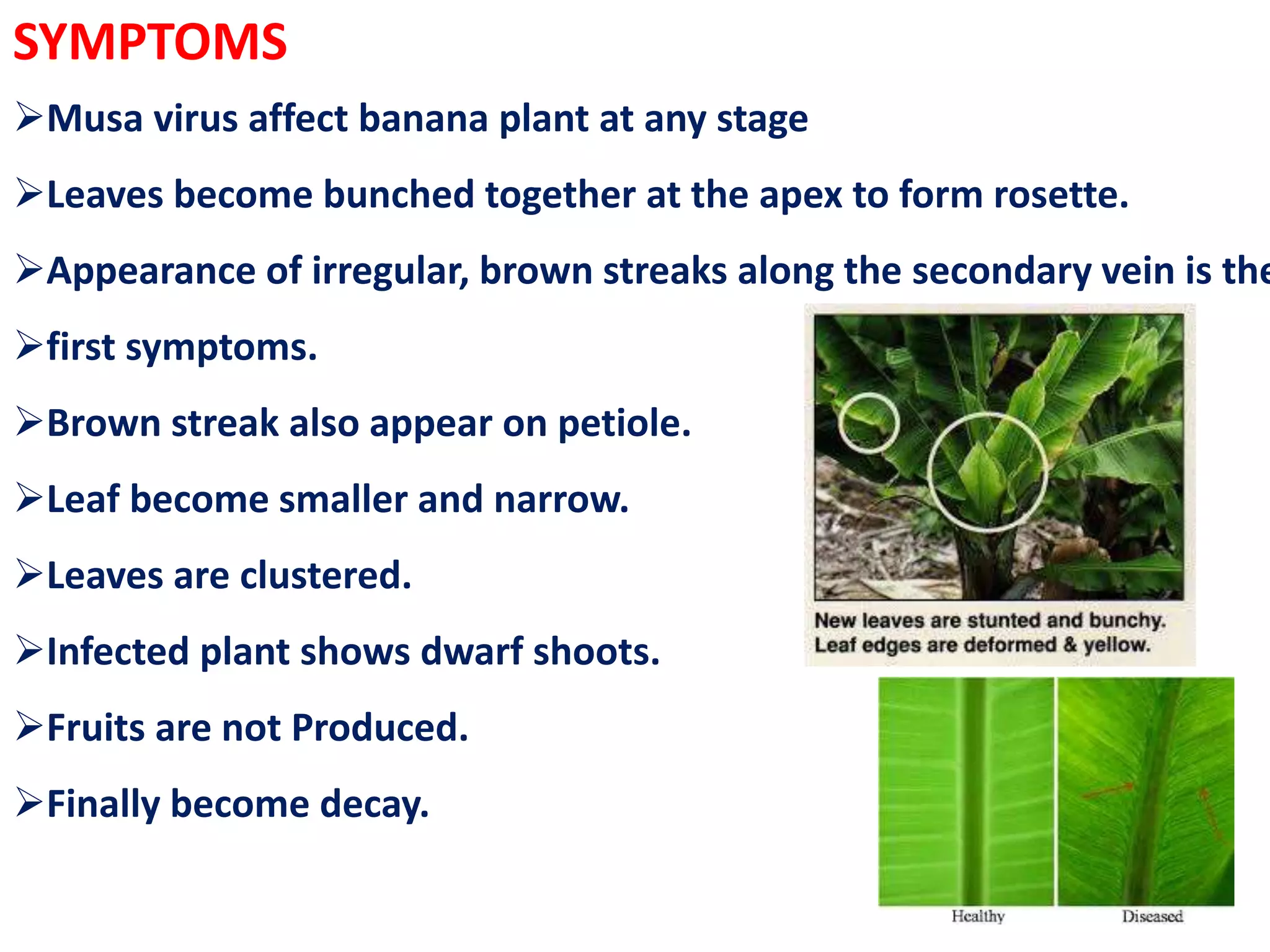 Bunchy top of banana | PPT