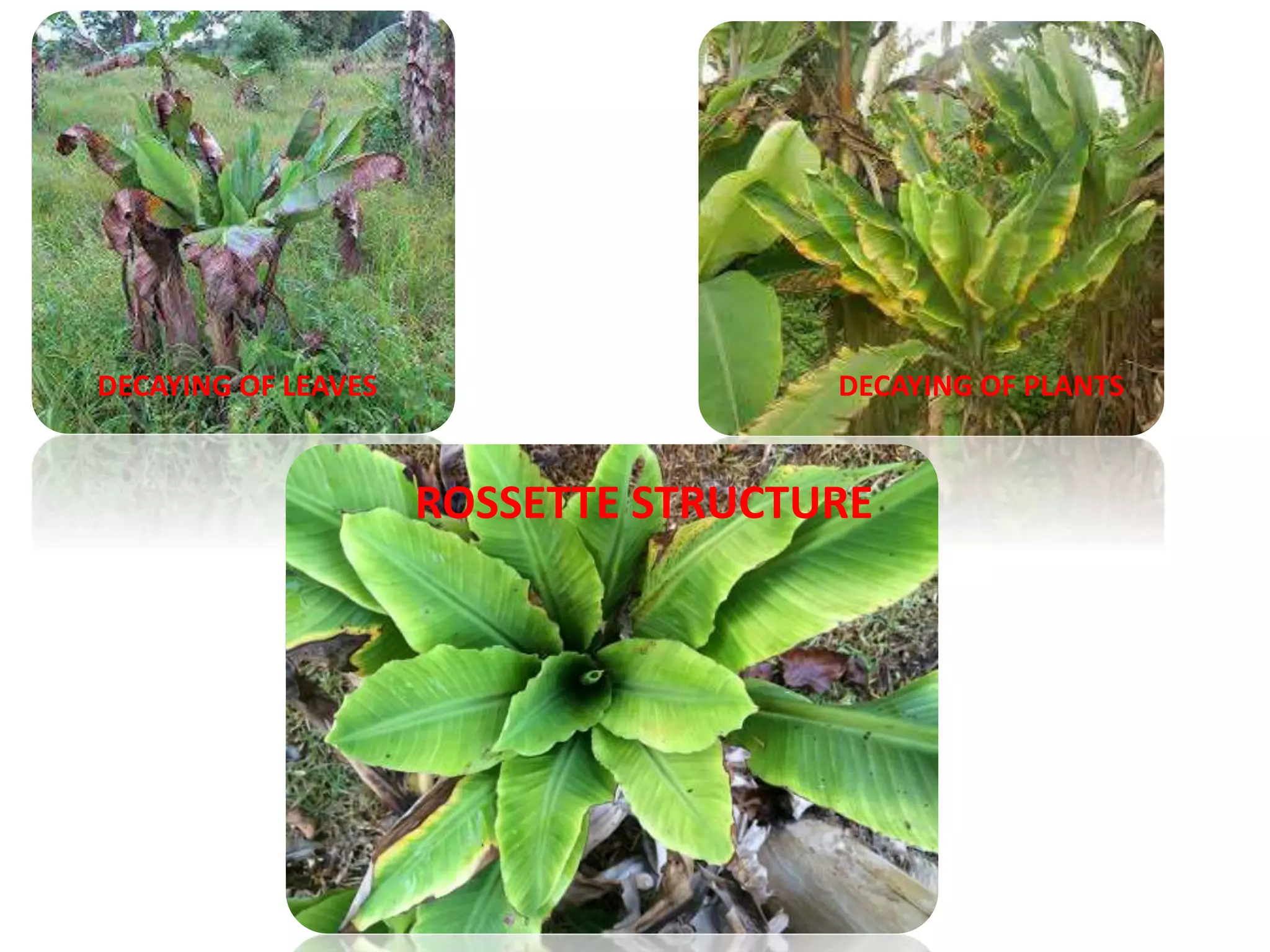 Bunchy top of banana | PPT