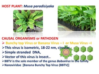 Bunchy top of banana | PPT