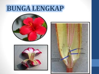 Bunga | PPTX